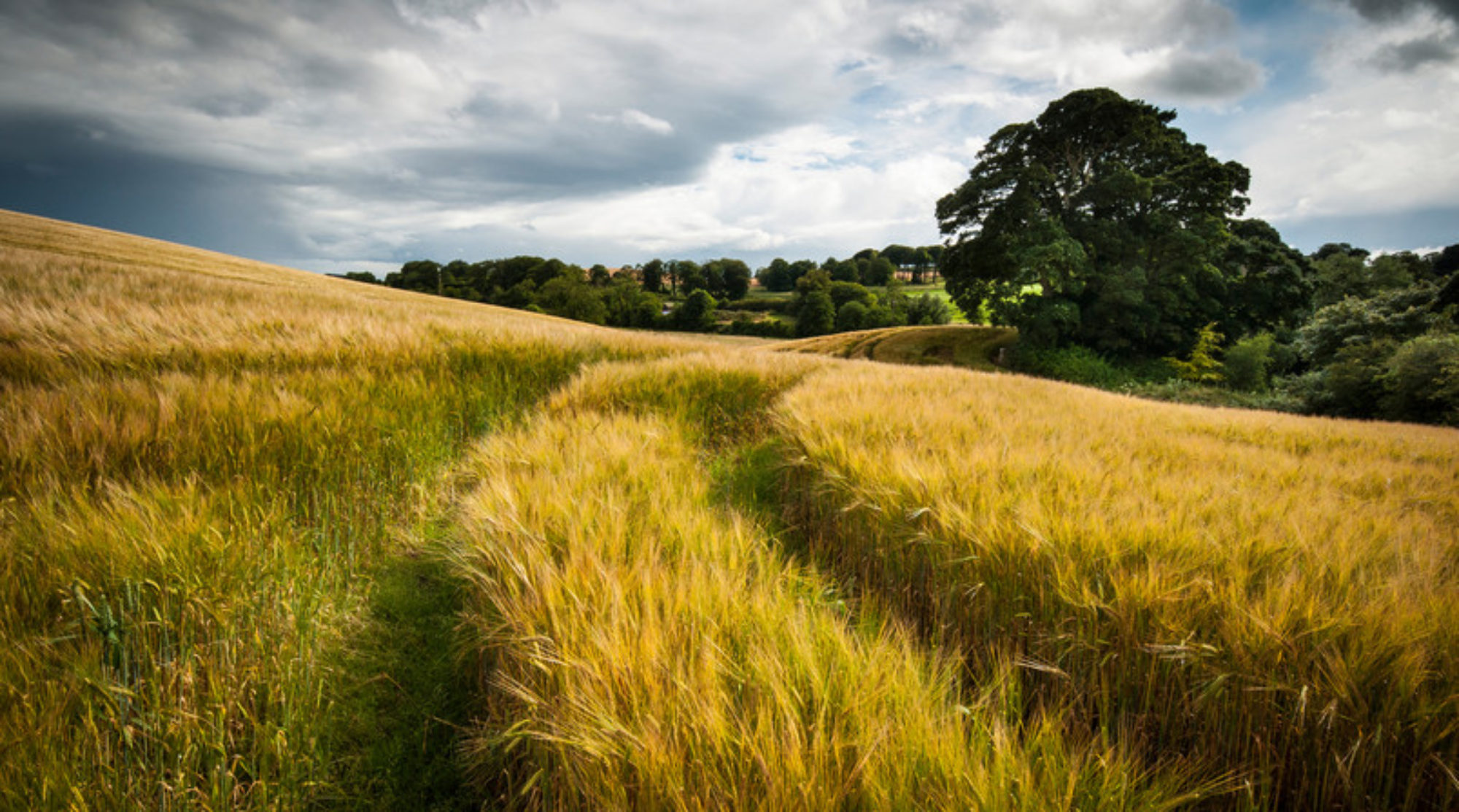 cropped-preview_a-beautiful-land.jpeg – Aaron Buys Land